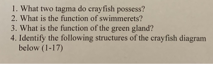 Solved 1. What two tagma do crayfish possess? 2. What is the | Chegg.com