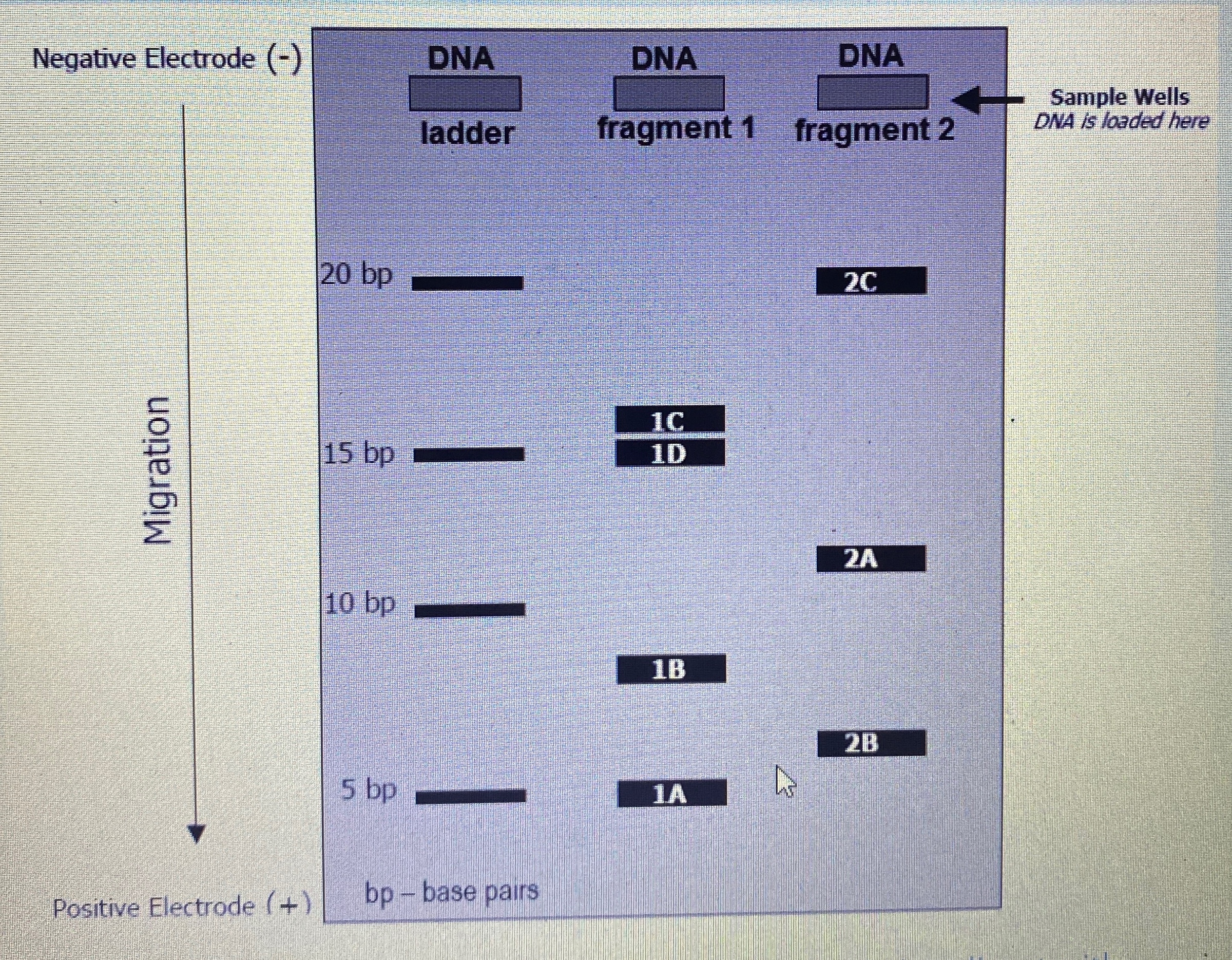 Solved Will DNA fragment 1 ﻿and fragment 2 ﻿have any | Chegg.com