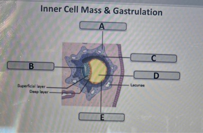Solved Inner Cell Mass \& Gastrulation amniotic cavity yolk | Chegg.com
