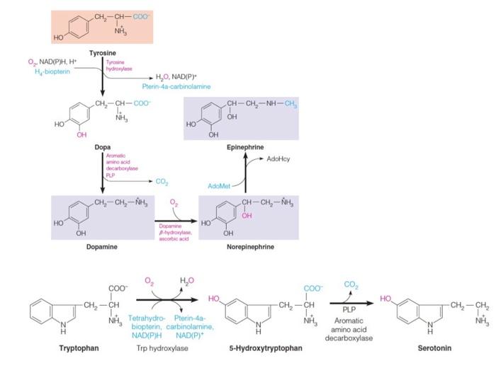 Dopa Eplnephrine AdaMet → AdoHcy Dopamine | Chegg.com