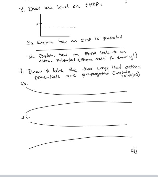 Solved 3. Draw and label an EPSP: 3a. Explain how on EPSP is | Chegg.com