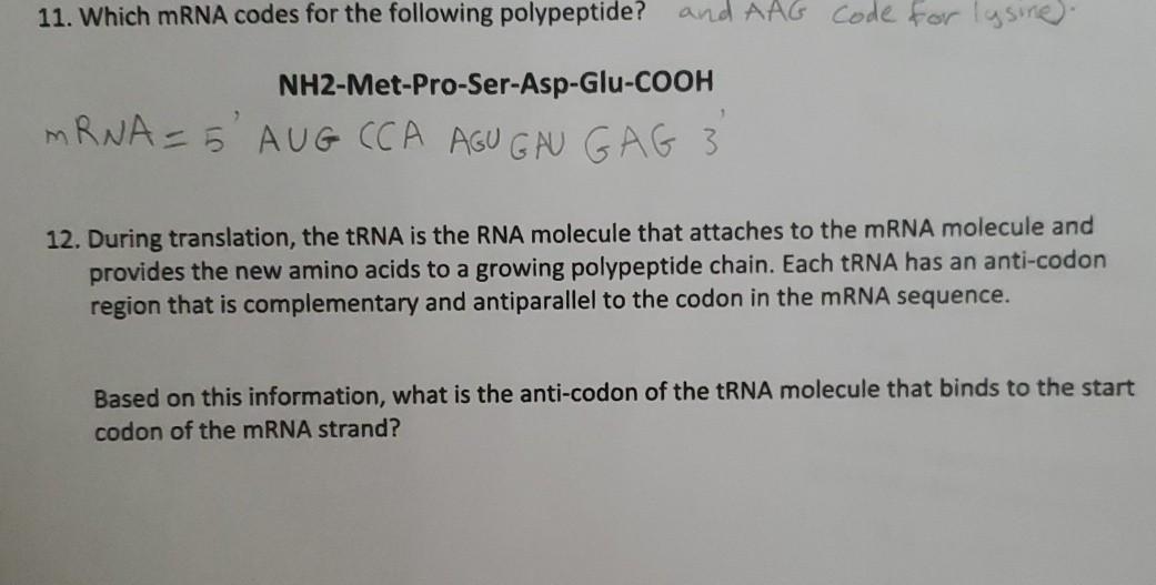 Solved mRNA=5′A∪GCCAAGUGAUGAG3 12. During translation, the | Chegg.com