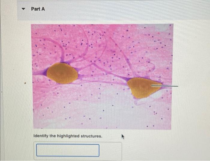 Solved Part A Identify the highlighted structures. | Chegg.com