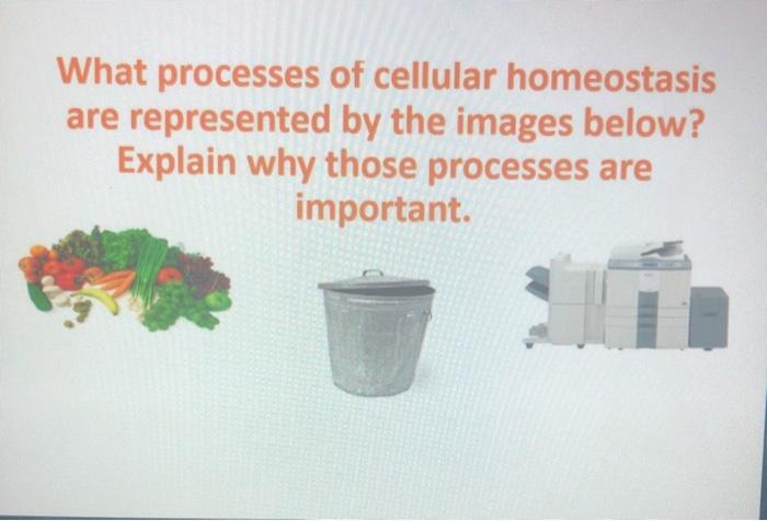 Solved What processes of cellular homeostasis are | Chegg.com