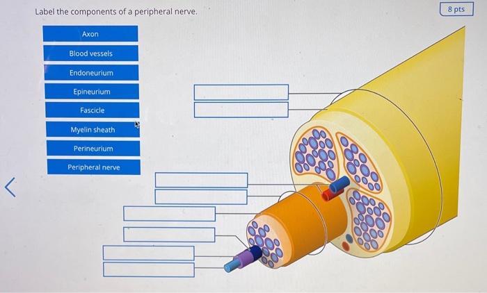 Solved Label the components of a peripheral nerve. 8 pts | Chegg.com