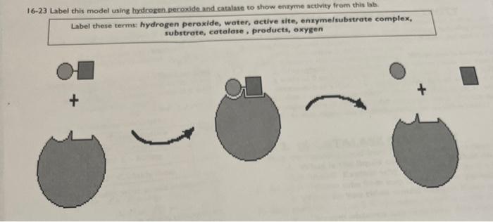 Solved 5-23 Label this model using bydrozen peroxide and | Chegg.com