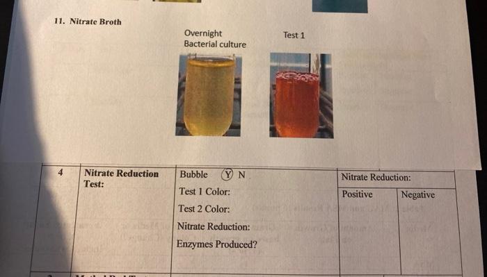 Solved 11. Nitrate Broth Test 1 Overnight Bacterial culture | Chegg.com