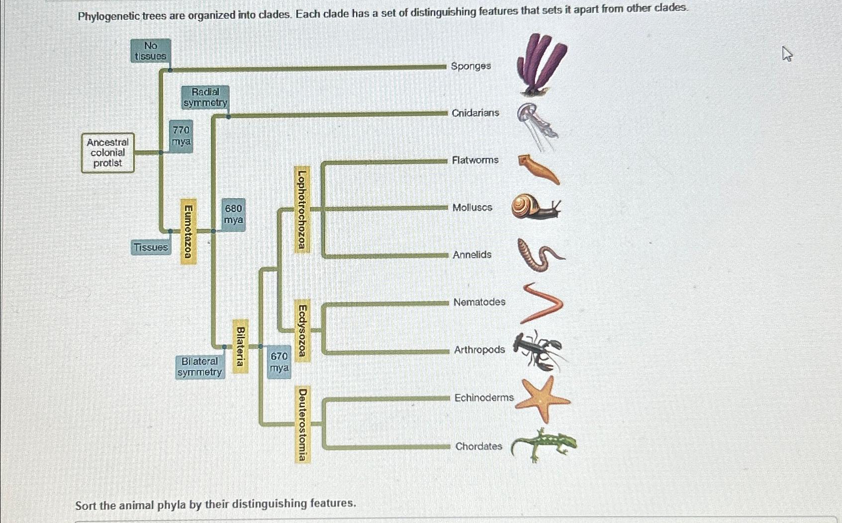 Solved Phylogenetic trees are organized into clades. Each | Chegg.com