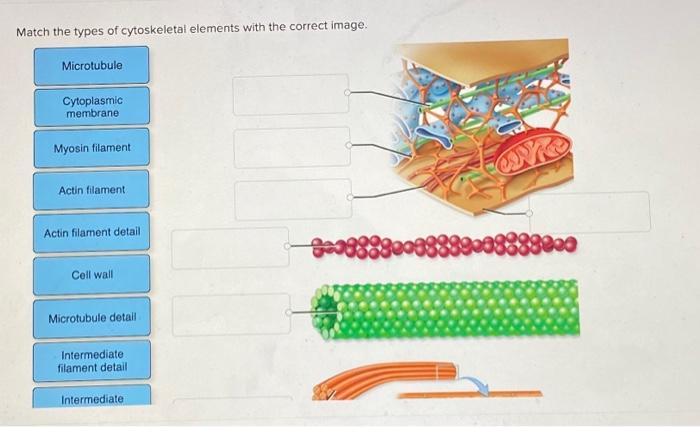 Solved Match The Types Of Cytoskeletal Elements With The