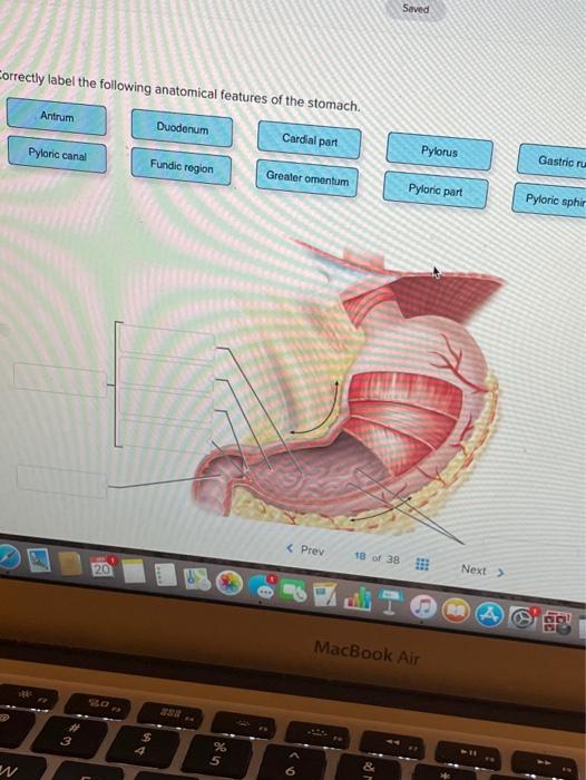 Solved Saved Correctly label the following anatomical | Chegg.com