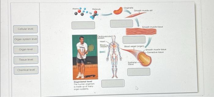 Solved Cellular level Organ system level Organ level Tissue | Chegg.com