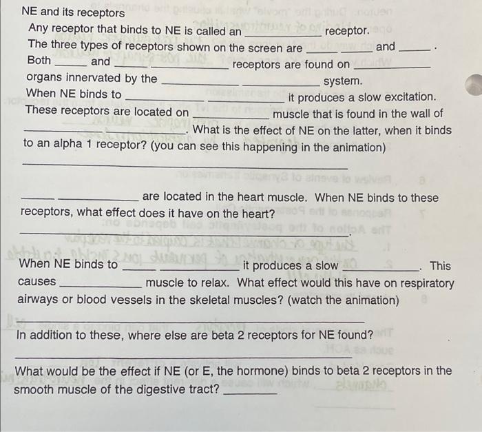 NE and its receptors Any receptor that binds to NE is | Chegg.com