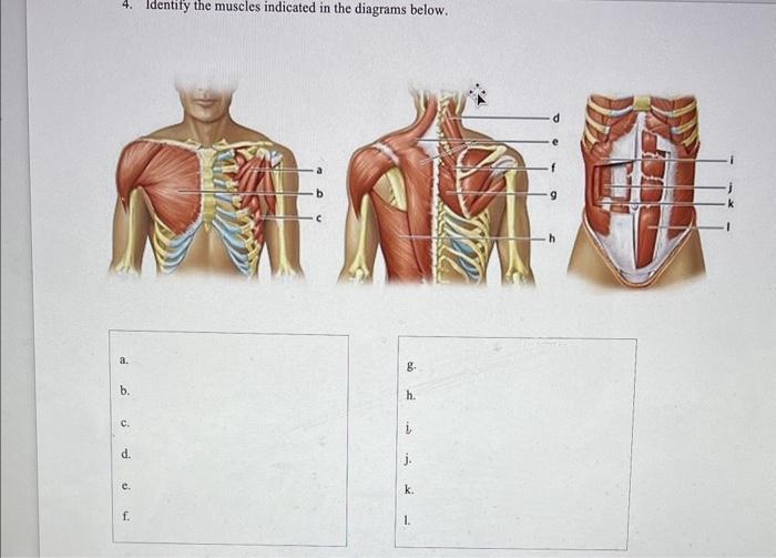 Solved 4. Identify the muscles indicated in the diagrams | Chegg.com