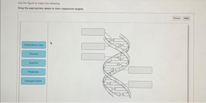 Use the figure to match the following. Drag the | Chegg.com