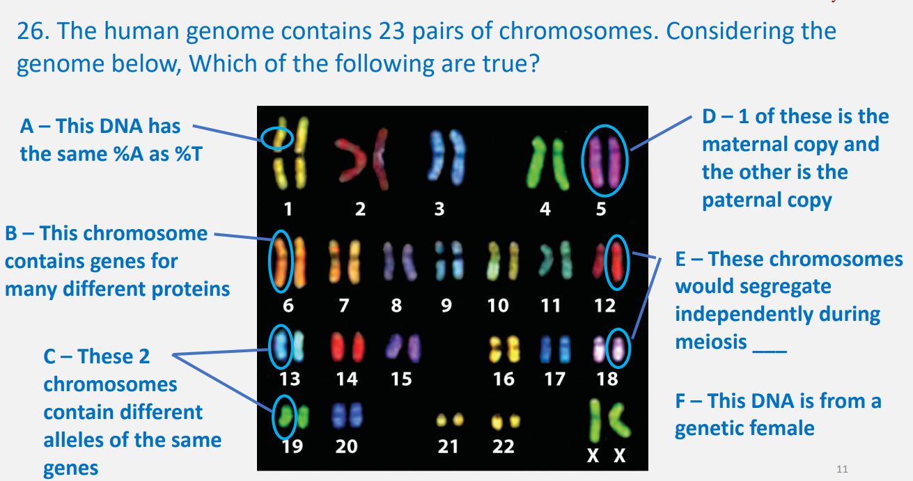 Solved The human genome contains 23 ﻿pairs of chromosomes. | Chegg.com