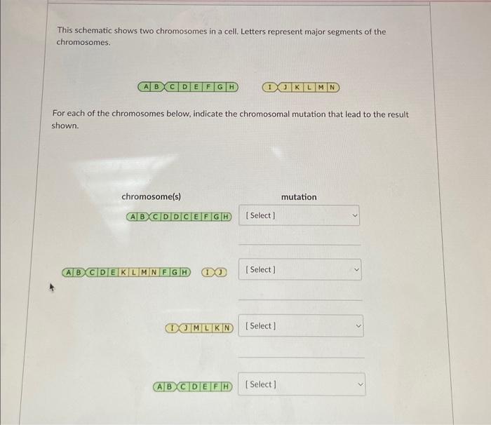 Solved This schematic shows two chromosomes in a cell. | Chegg.com