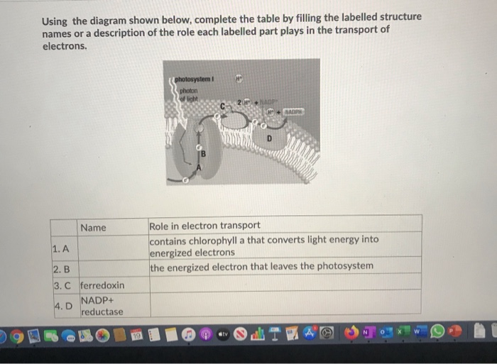 Solved photosynthesis. C3 C4 CAM PEP carboxylase 1. First | Chegg.com