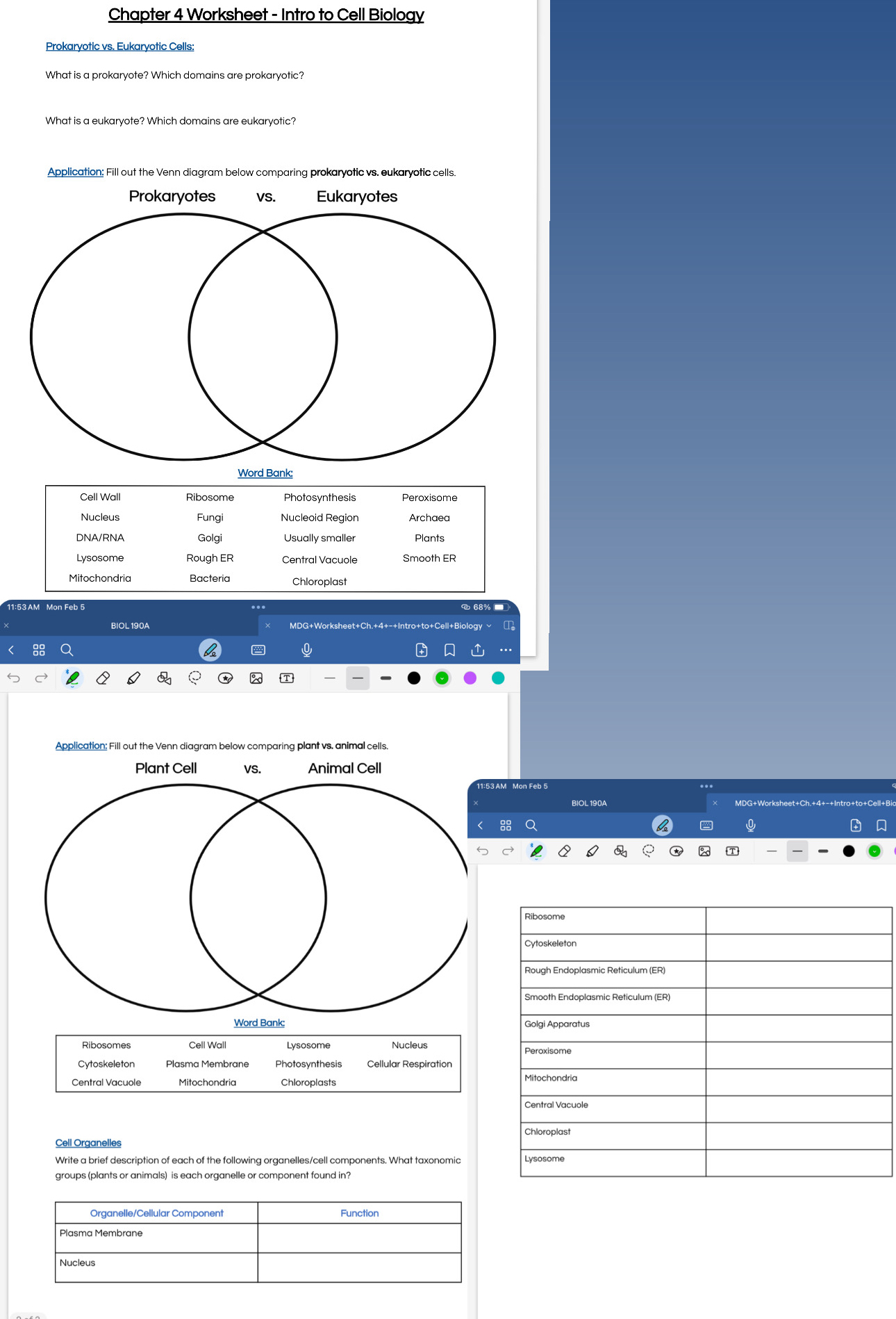Solved Chapter 4 ﻿Worksheet - ﻿Intro to Cell | Chegg.com