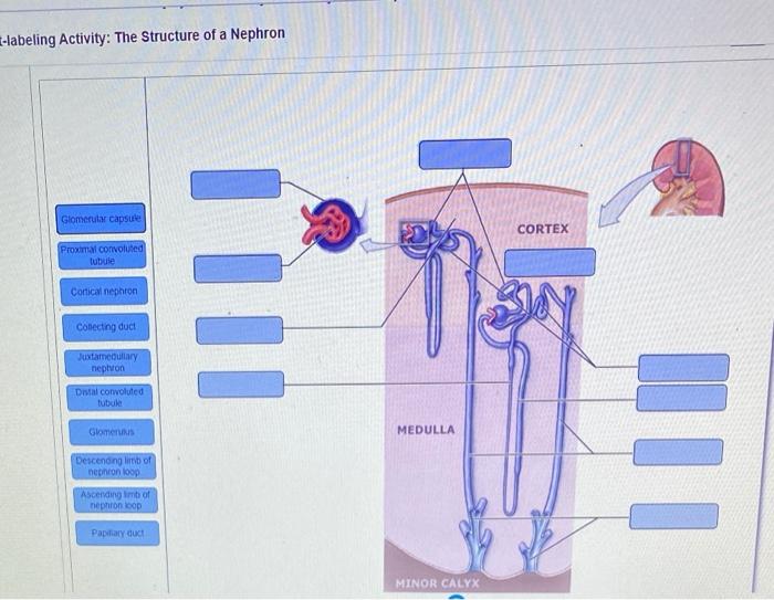 Solved E-labeling Activity: The Structure of a Nephron | Chegg.com