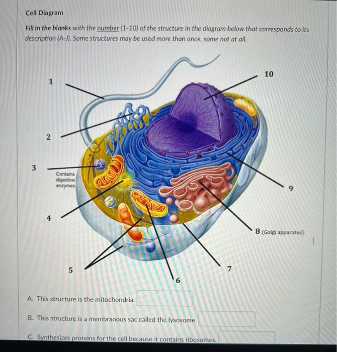 Solved Cell Diagram Fill in the blanks with the number | Chegg.com