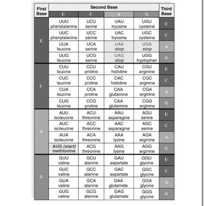Solved Protein synthesis practice Using the given genetic | Chegg.com