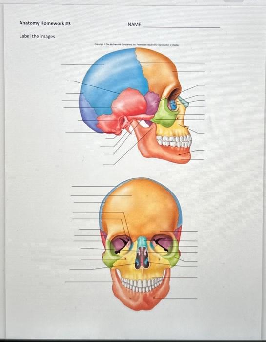 Anatomy Homework #3 Label the images | Chegg.com