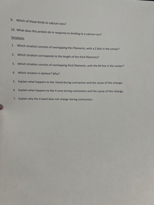 Solved Review Questions: Anatomy of Whole Muscle 1. The | Chegg.com