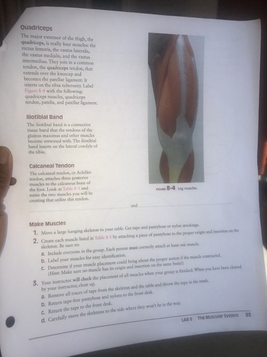 Quadriceps The major extensor of the thigh, the | Chegg.com