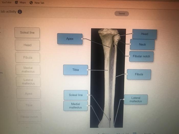 Solved Youtube Maps New Tab lab activity Saved Soleal line | Chegg.com
