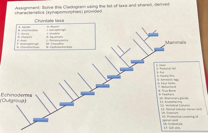 Solved Assignment: Solve this Cladogram using the list of | Chegg.com