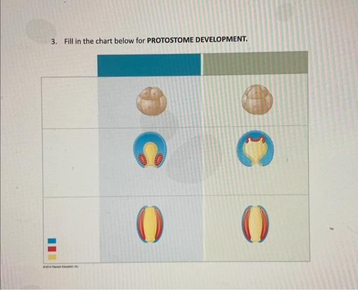 Solved 3. Fill in the chart below for PROTOSTOME | Chegg.com