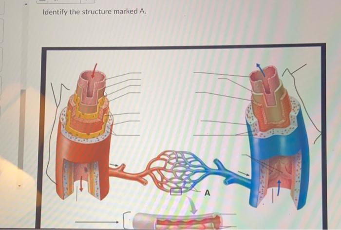 Solved Identify the indicated structureIdentify the | Chegg.com