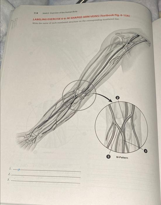 Solved Un Oview of the many LABELING EXERCISE 6-6: M-SHAPED | Chegg.com