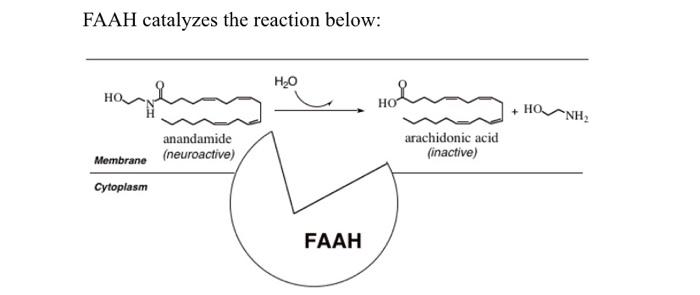 Solved The enzyme fatty acid amide hydrolase (FAAH) will be | Chegg.com