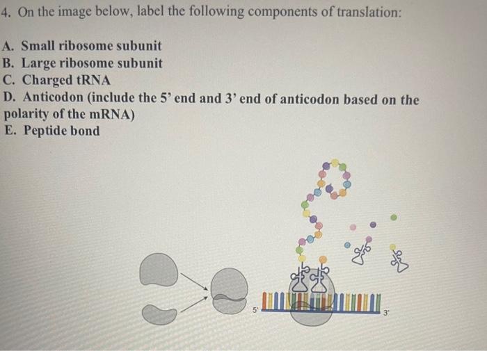 Solved 4. On the image below, label the following components | Chegg.com