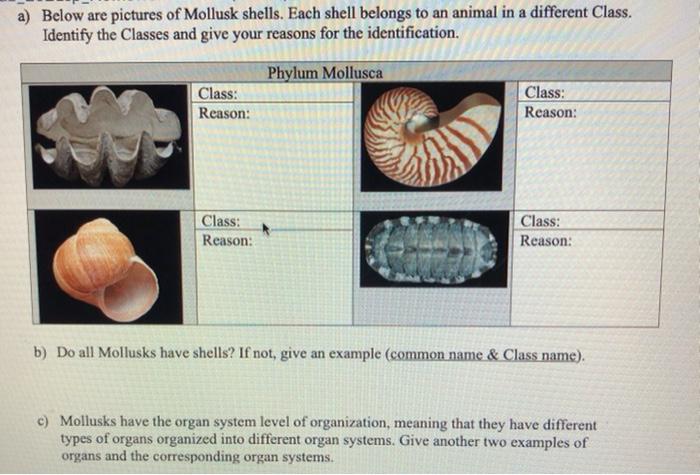 Solved a) Below are pictures of Mollusk shells. Each shell | Chegg.com