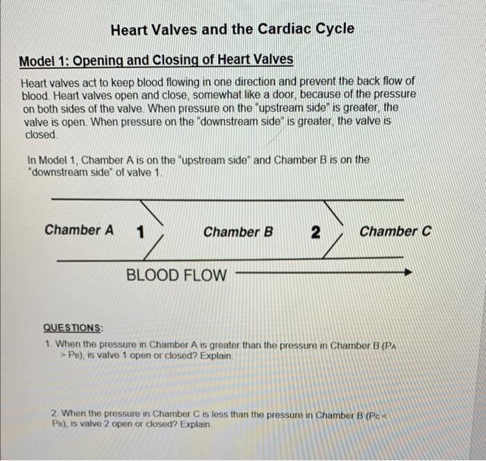 Solved Heart Valves and the Cardiac Cycle Model 1: Opening | Chegg.com