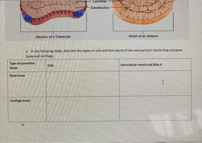 Solved Type of loose connective tissue Cells Extracellular | Chegg.com