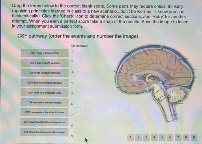 Drag The Terms Below To The Correct Blank Spots Some