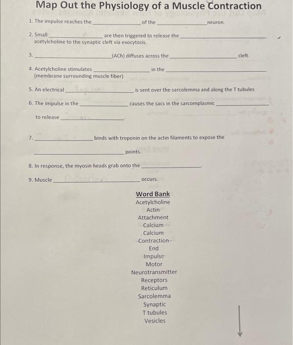 Map Out the Physiology of a Muscle Contraction 1. The | Chegg.com