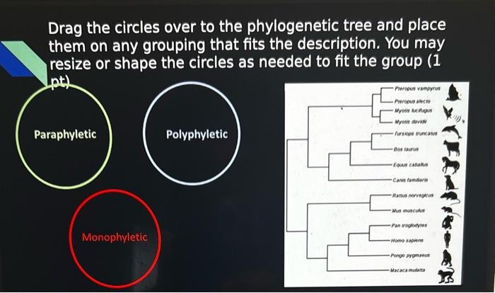 Solved Drag the circles over to the phylogenetic tree and | Chegg.com