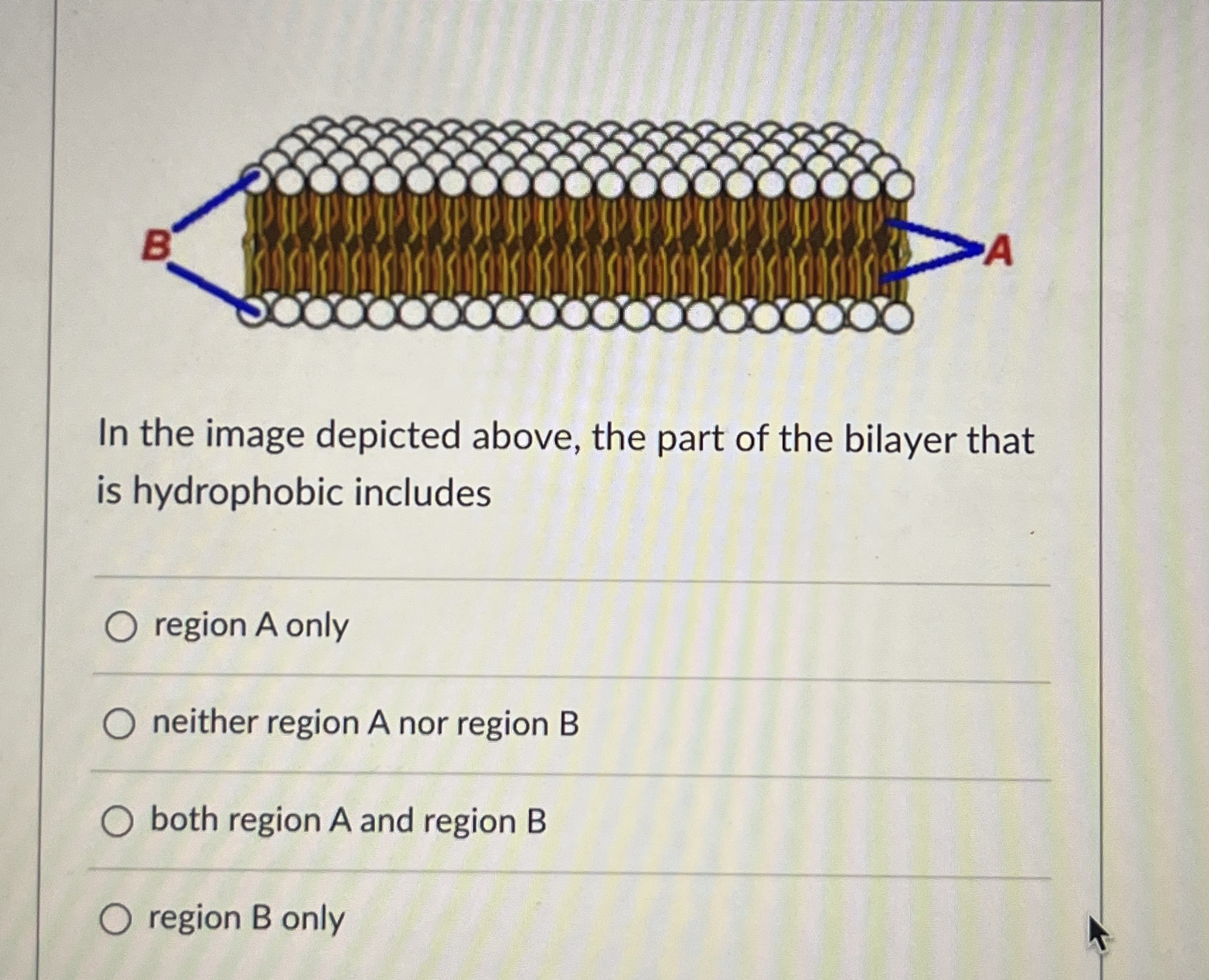 Solved In the image depicted above, the part of the bilayer | Chegg.com