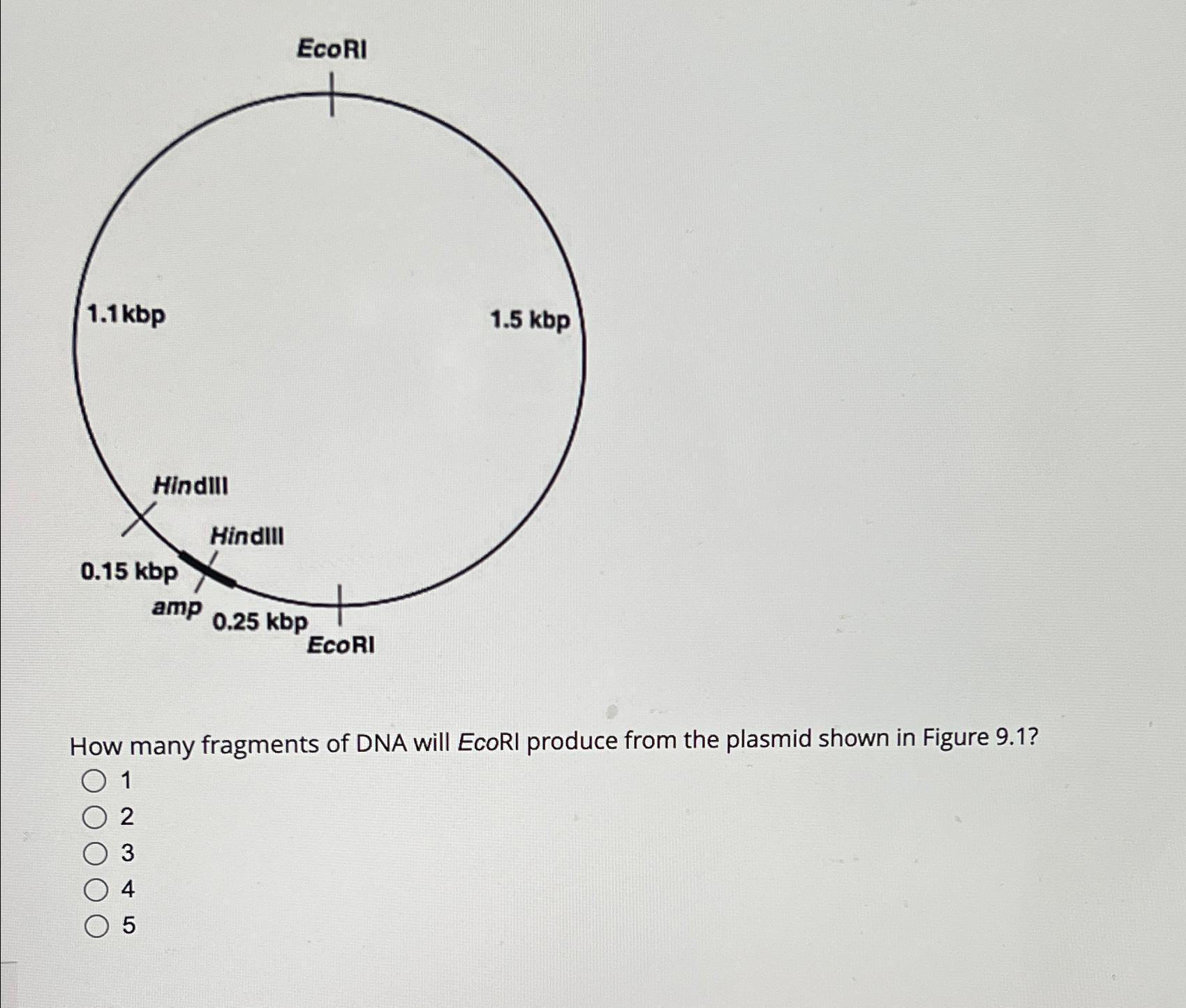Solved How many fragments of DNA will EcoRI produce from the | Chegg.com