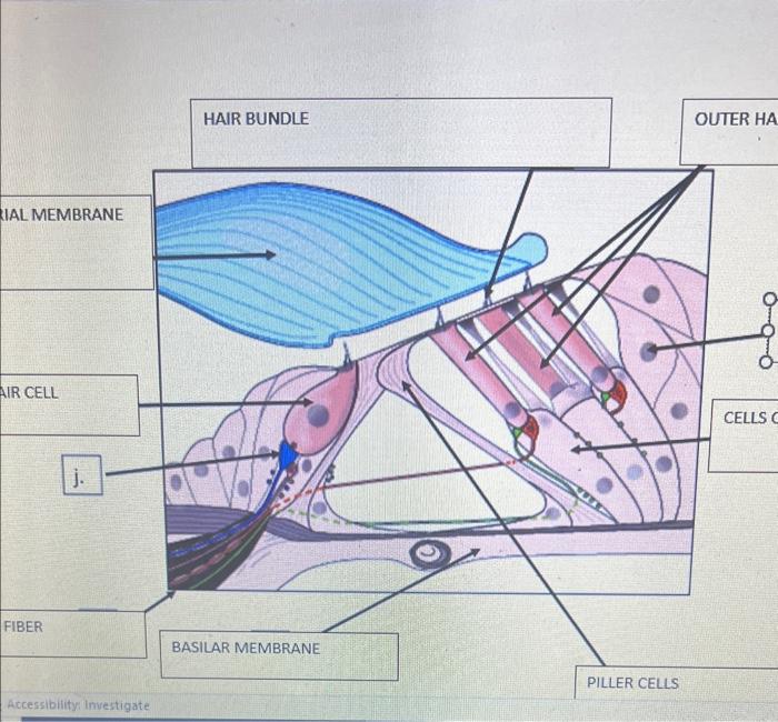 Solved do my labels look correct and what is J? i cannot | Chegg.com
