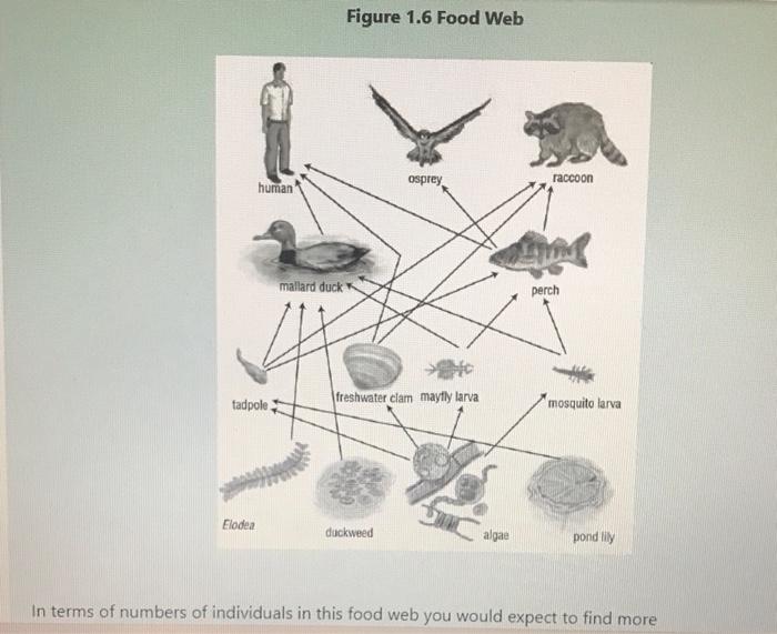 Solved Figure 1.6 Food Web Osprey raccoon human mallard duck | Chegg.com