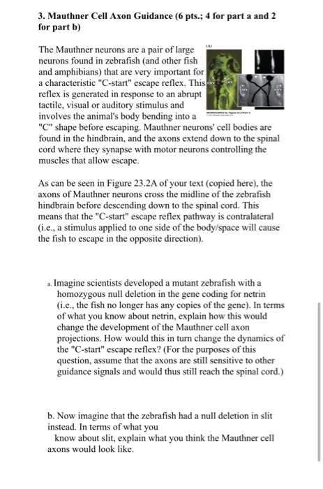 Solved 3. Mauthner Cell Axon Guidance (6 pts.; 4 for part a | Chegg.com