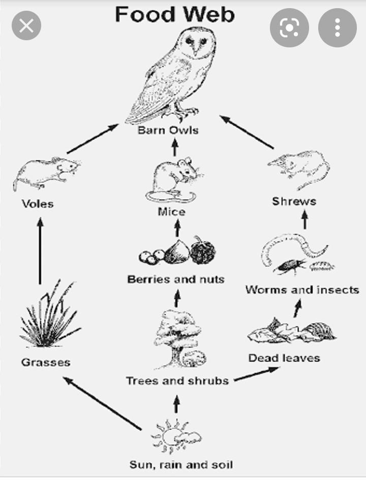 Solved 2. Revisit the food web you created for this lab. | Chegg.com
