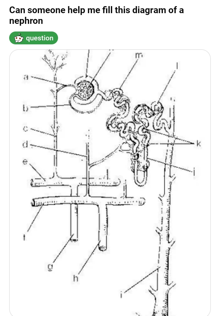 Solved Can someone help me fill this diagram of a nephron | Chegg.com