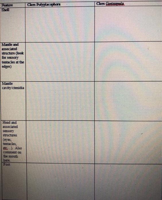 Solved Comparison of class polyplacophora and class | Chegg.com