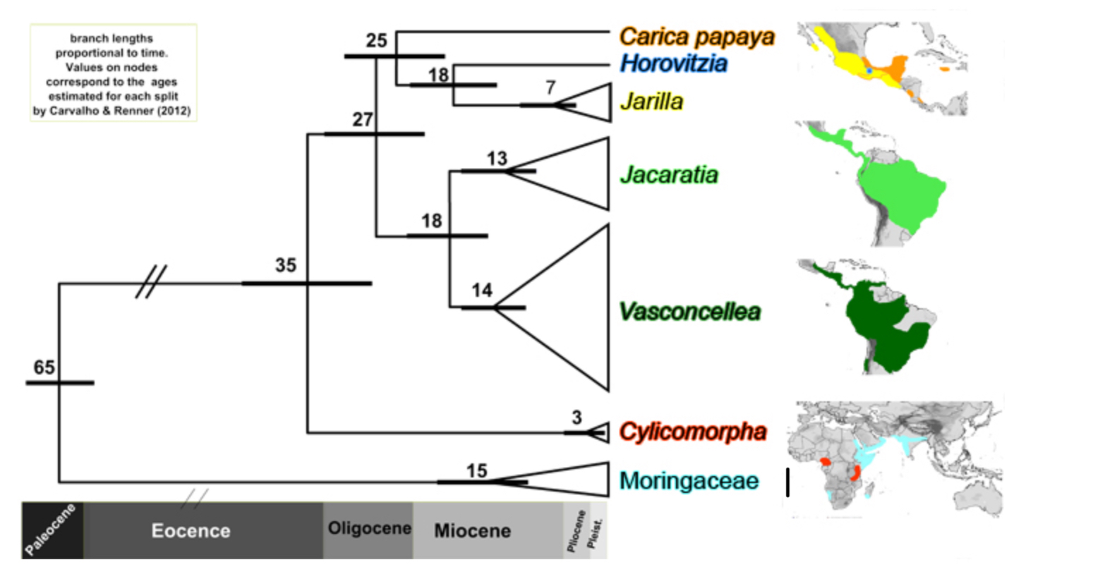 Solved Explain this phylogenetic tree of family Caricaceae | Chegg.com